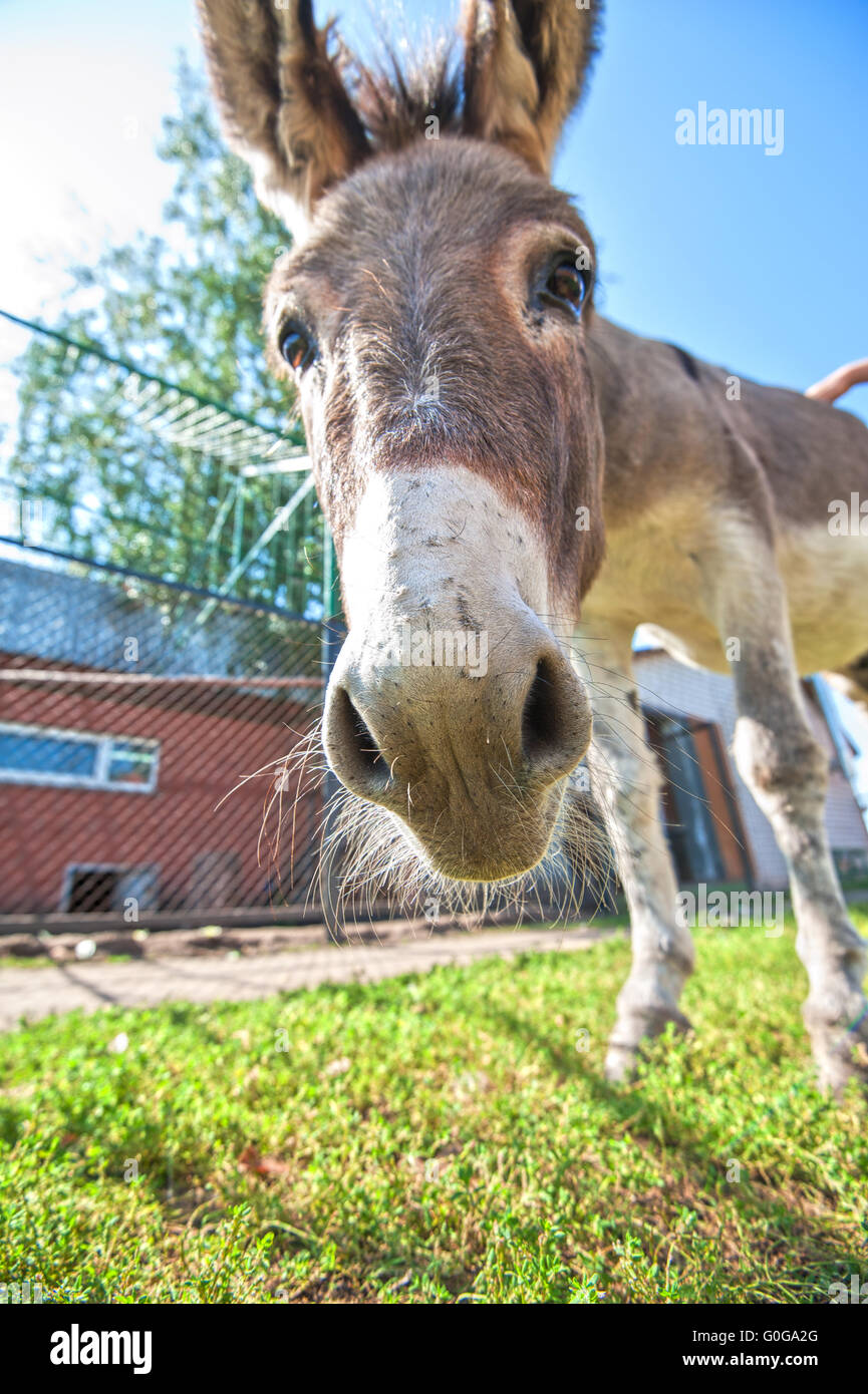 Donkey closeup portrait Stock Photo - Alamy