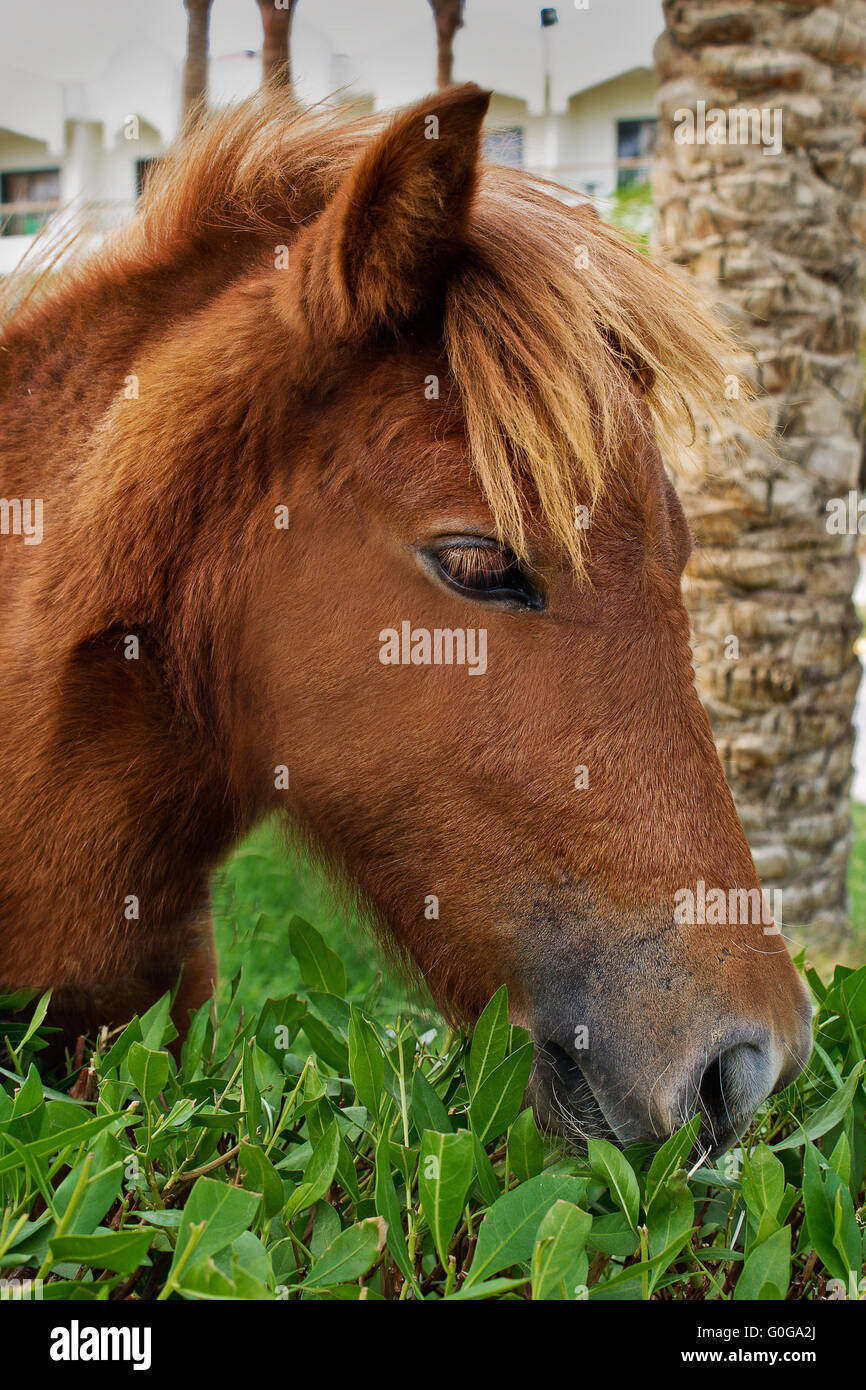 Liver Colored Horse