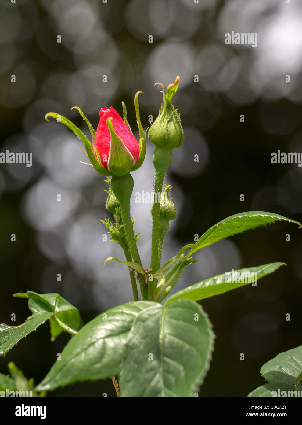 Very closed rosebud hi-res stock photography and images - Alamy