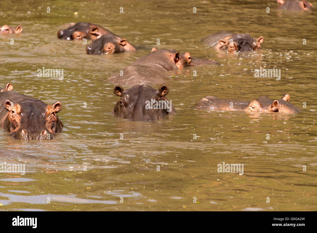 pool of hippos Stock Photo - Alamy