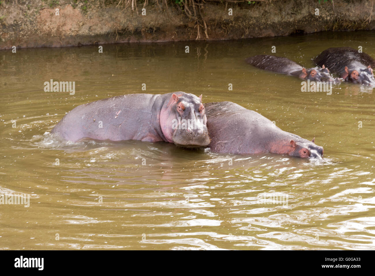 Bathing hippos hi-res stock photography and images - Alamy