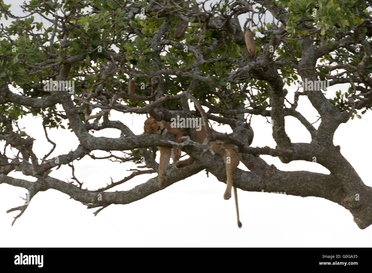 Lion on tree hi-res stock photography and images - Alamy