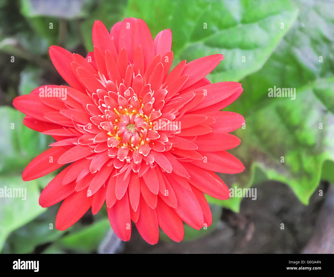 Gerbera flower red Stock Photo - Alamy