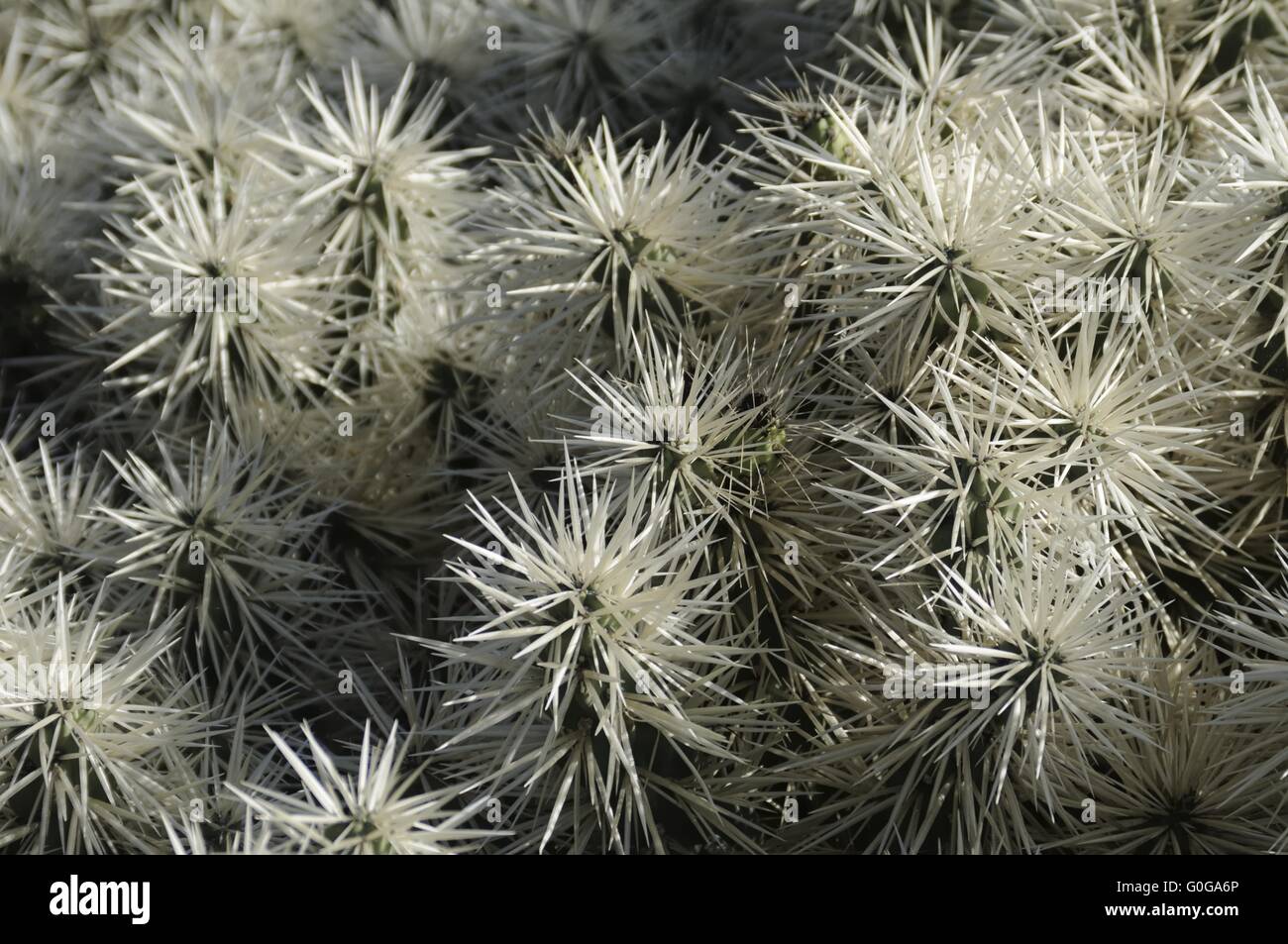 Sharp plants hi-res stock photography and images - Alamy