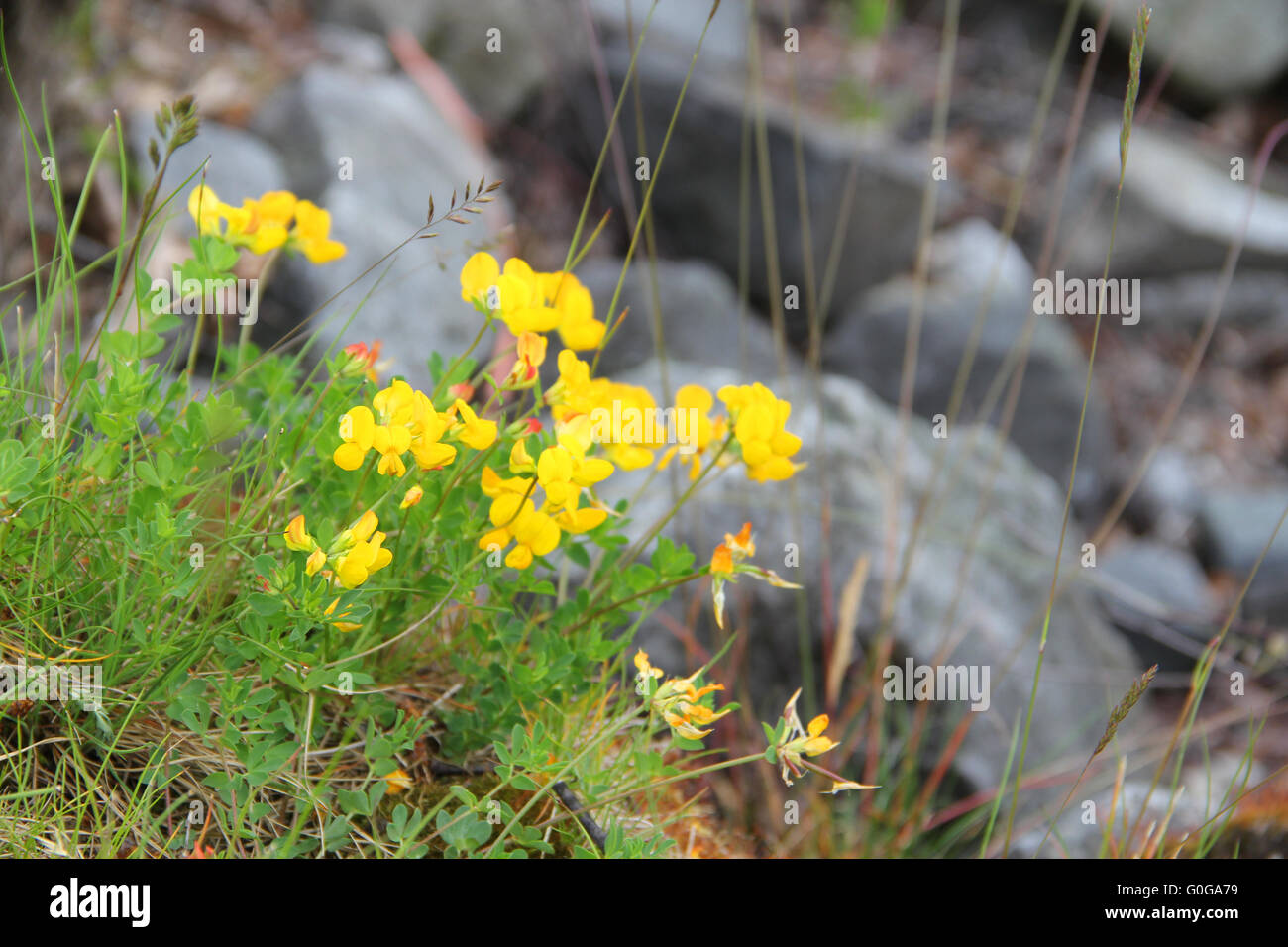Norway spring flowers hi-res stock photography and images - Alamy