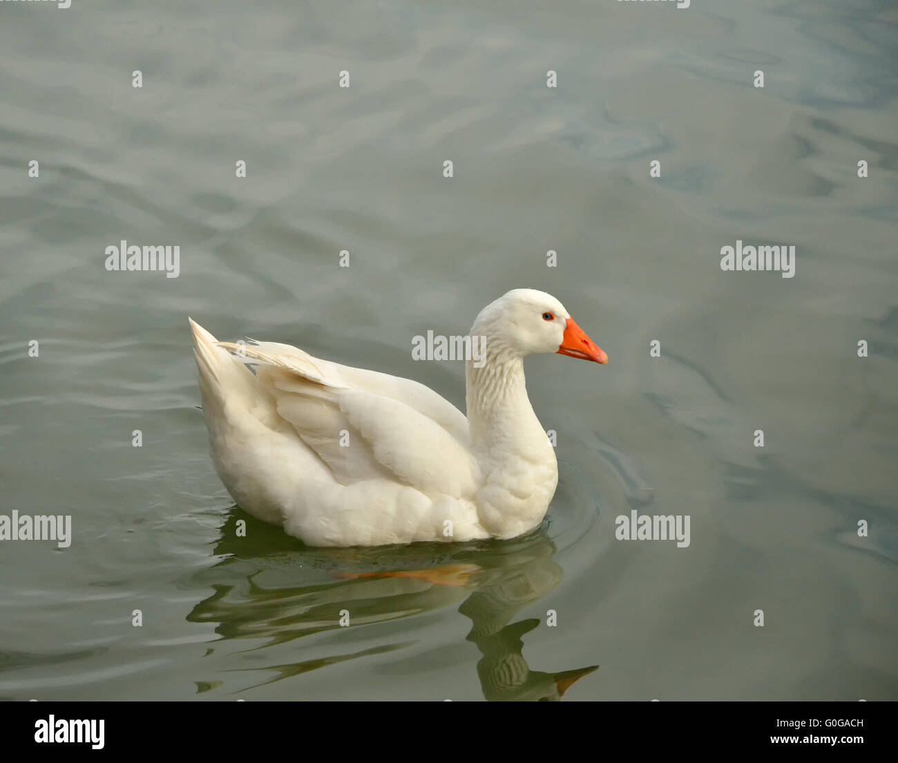 White domestic goose is floating on river surface Stock Photo - Alamy