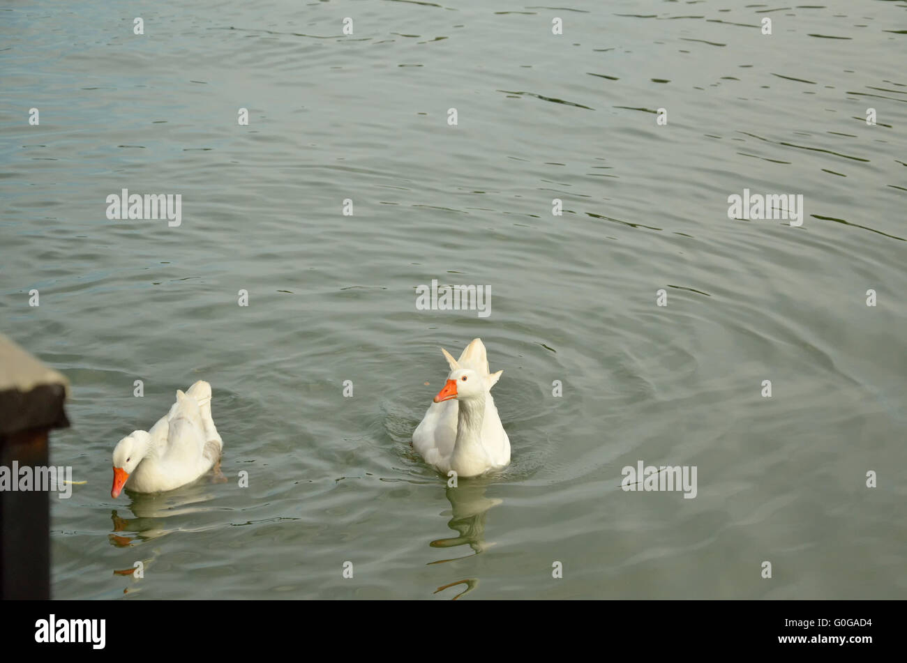 Pair of white domestic geese are floating on the river Stock Photo - Alamy