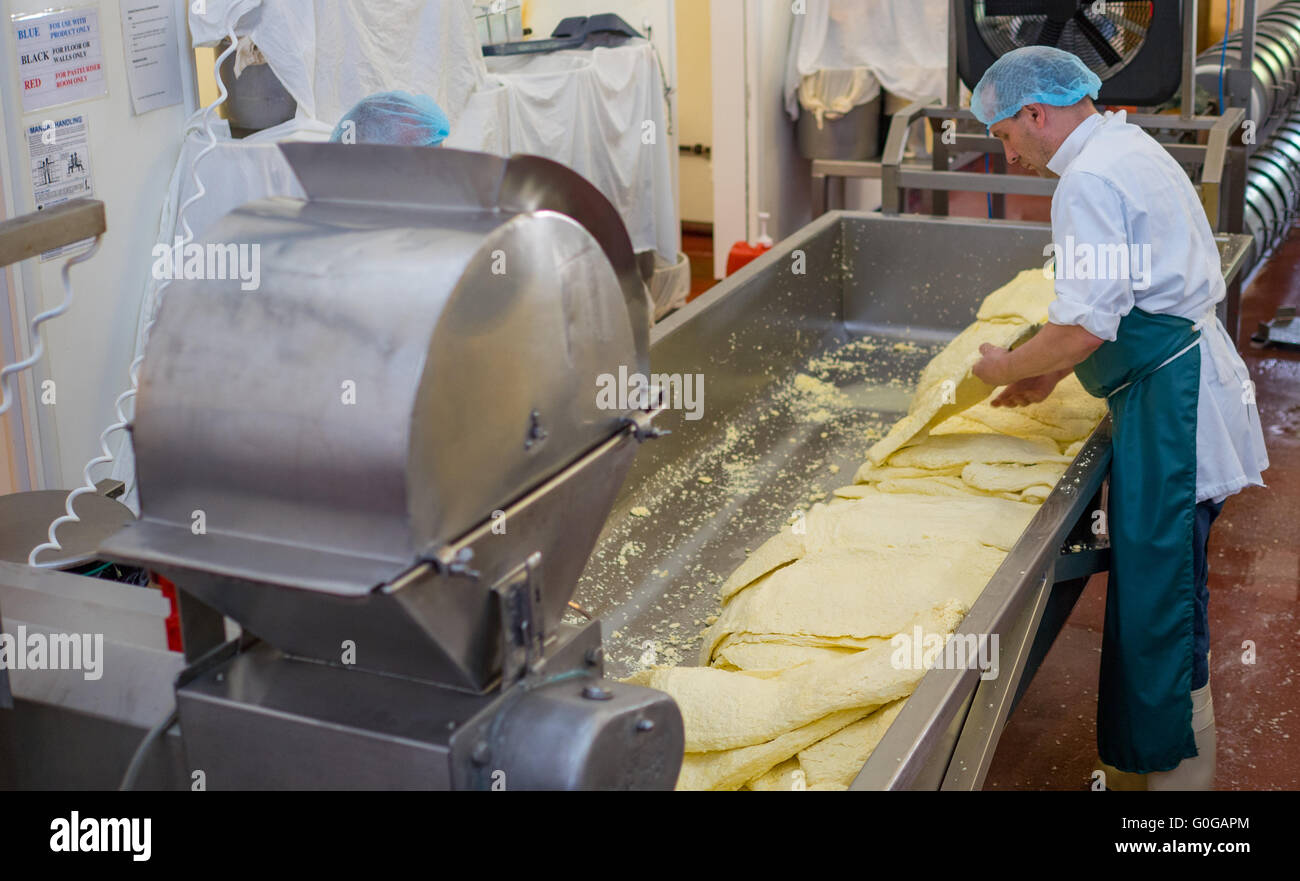 Men processing cheese through a mill Stock Photo - Alamy