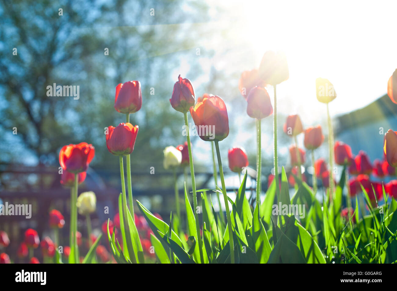 Field of red colored tulips Stock Photo - Alamy