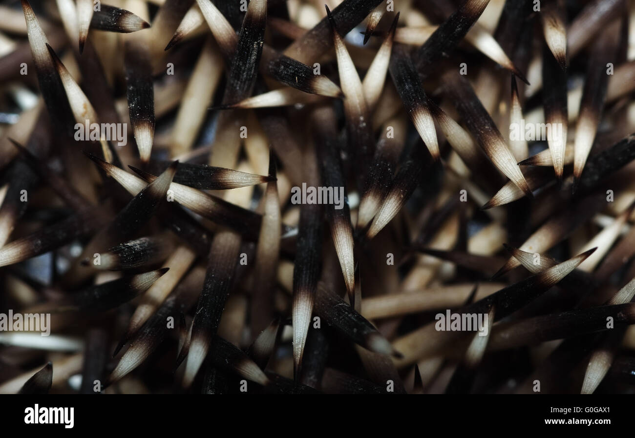 Hedgehog spines hi-res stock photography and images - Alamy
