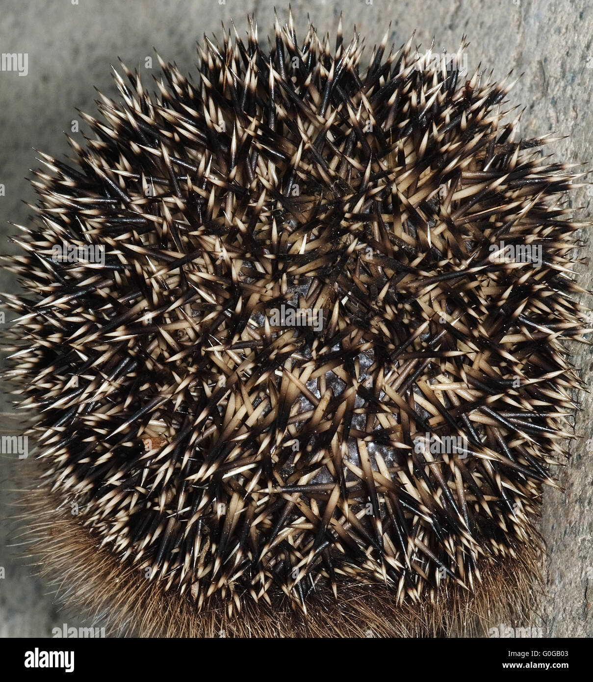 Rolled hedgehog hi-res stock photography and images - Alamy