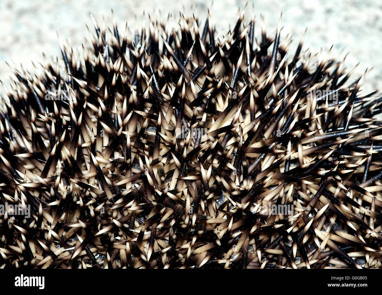 Hedgehog spines hi-res stock photography and images - Alamy