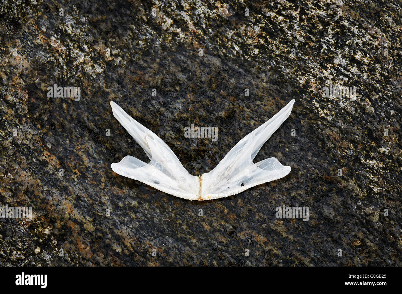 Fish head and body bones hi-res stock photography and images - Alamy