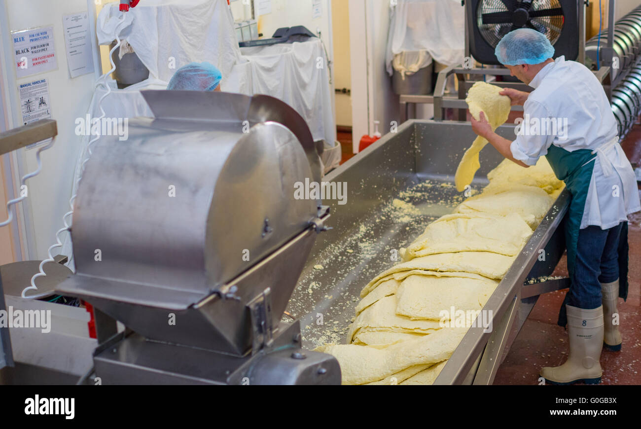 Men processing cheese through a mill Stock Photo - Alamy