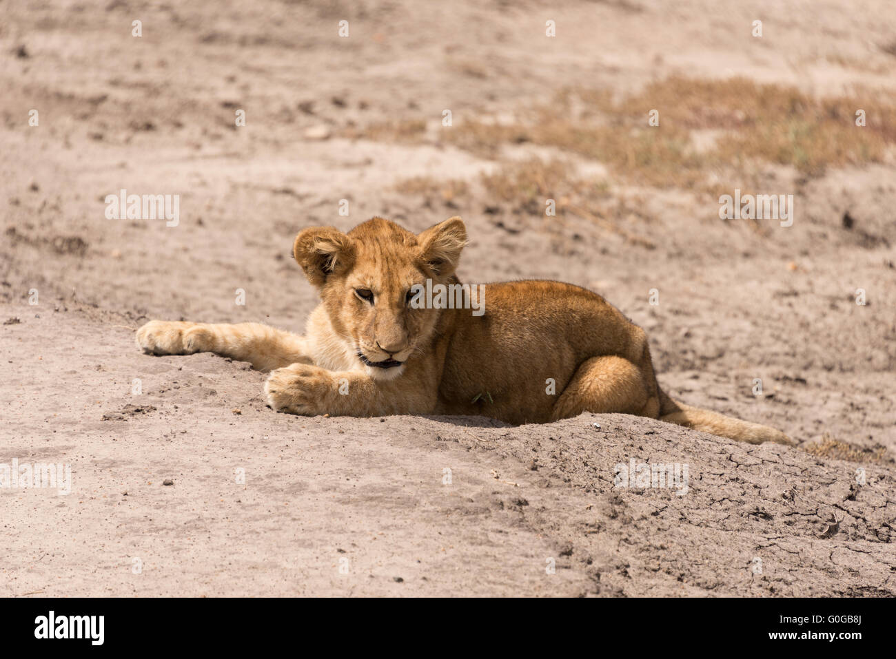 Lion Cubs Cuddling High Resolution Stock Photography and Images - Alamy