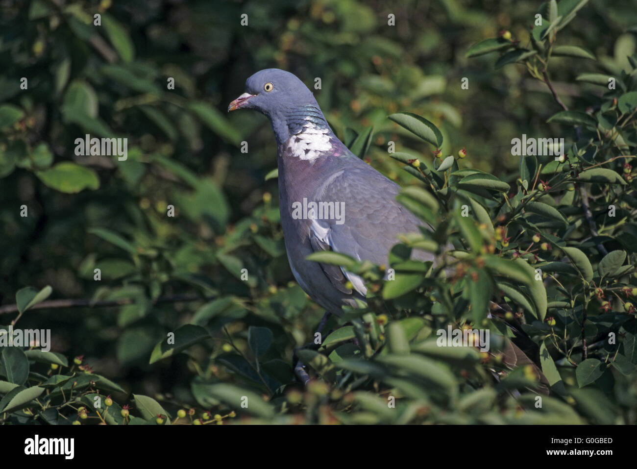 Culver taube hi-res stock photography and images - Alamy