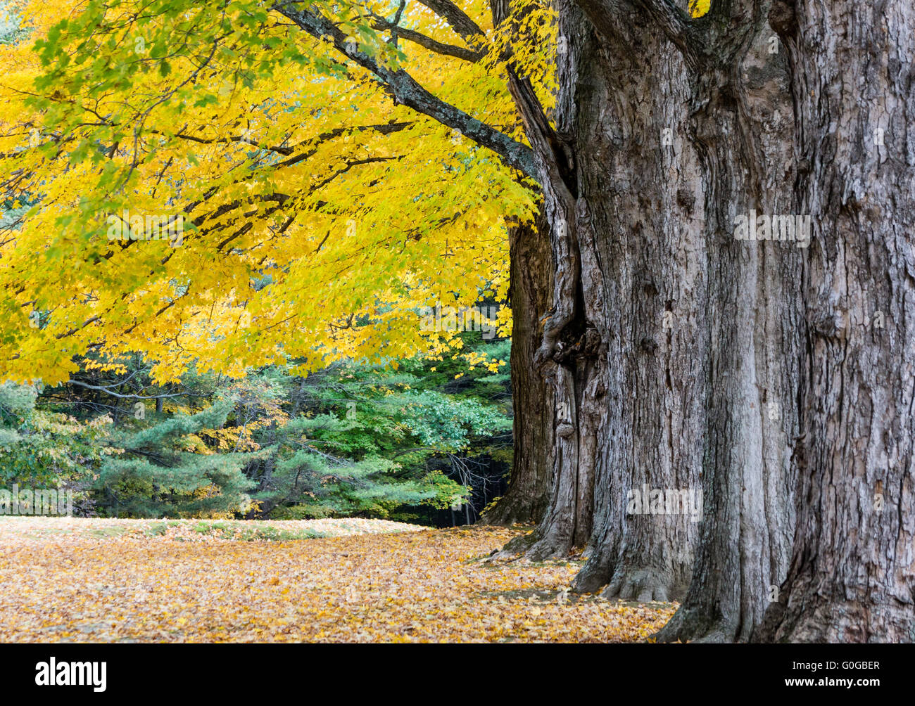 Stately foliage hi-res stock photography and images - Alamy