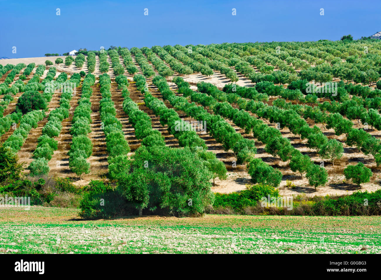 Olive pl hi-res stock photography and images - Alamy