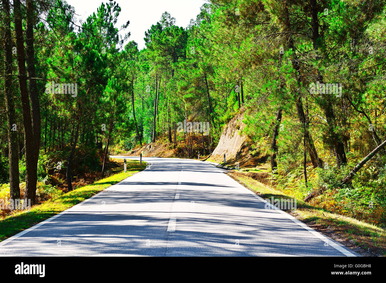 Forest Road Stock Photo - Alamy