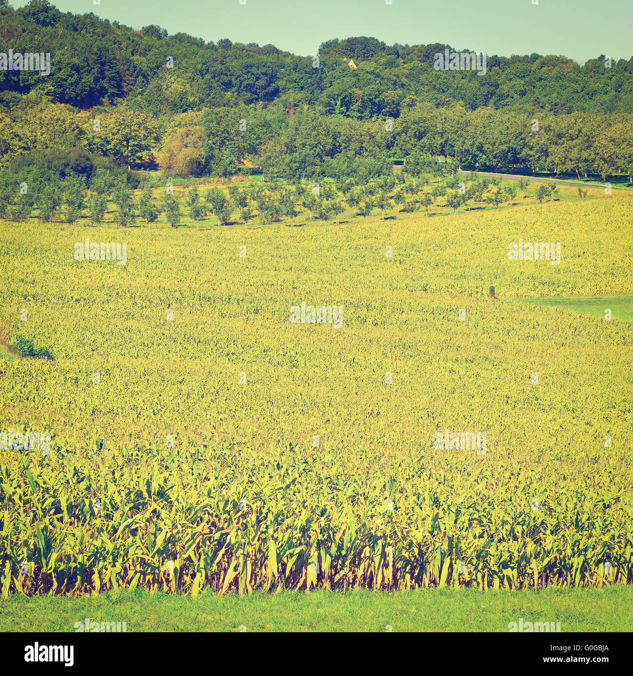 Plantation of Corn Stock Photo - Alamy