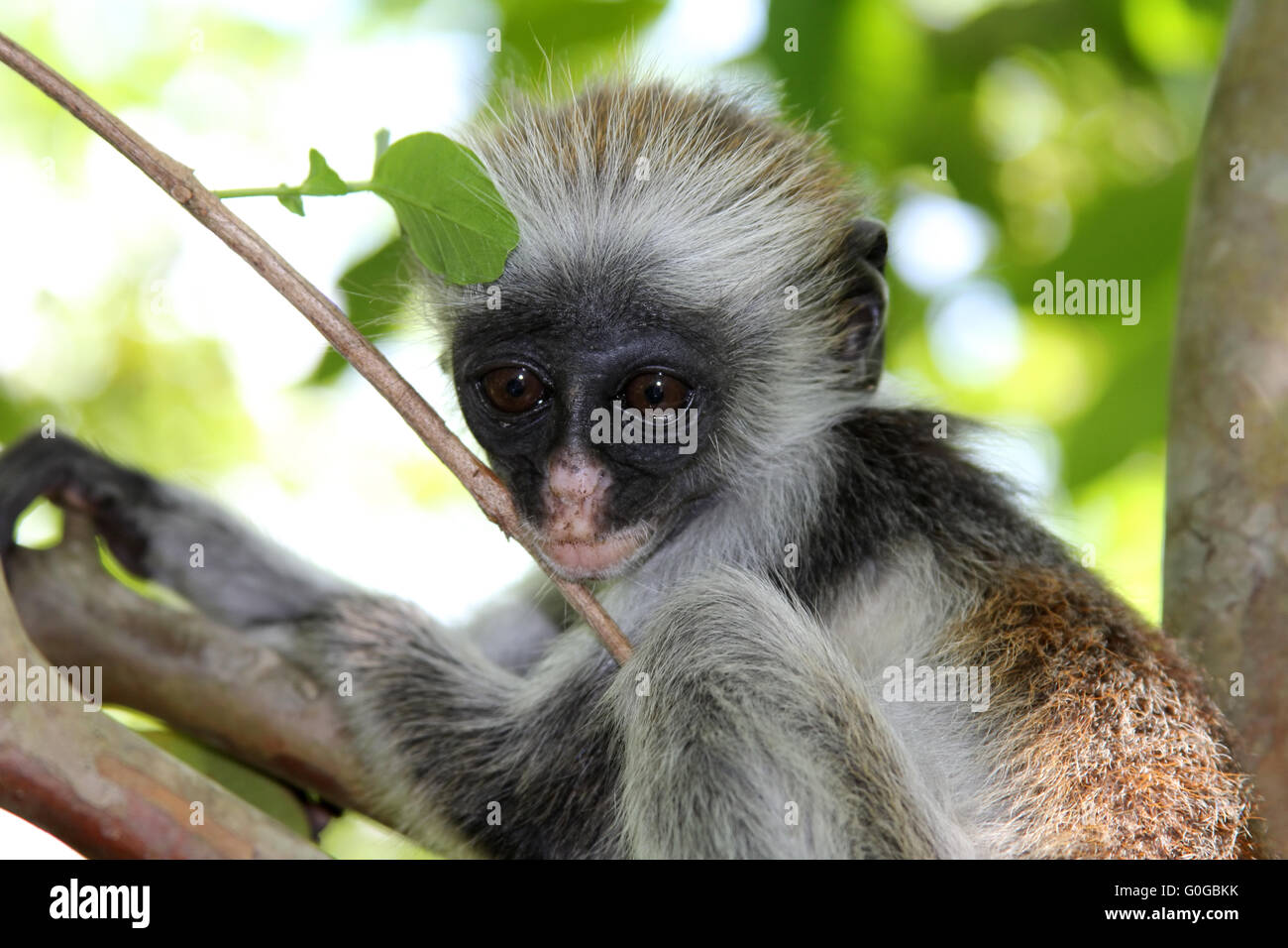 Cute colobus monkey hi-res stock photography and images - Alamy