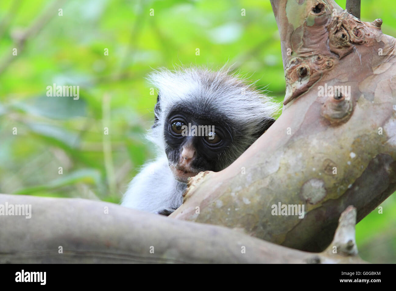 Animal monkey young baby colobus hi-res stock photography and images ...