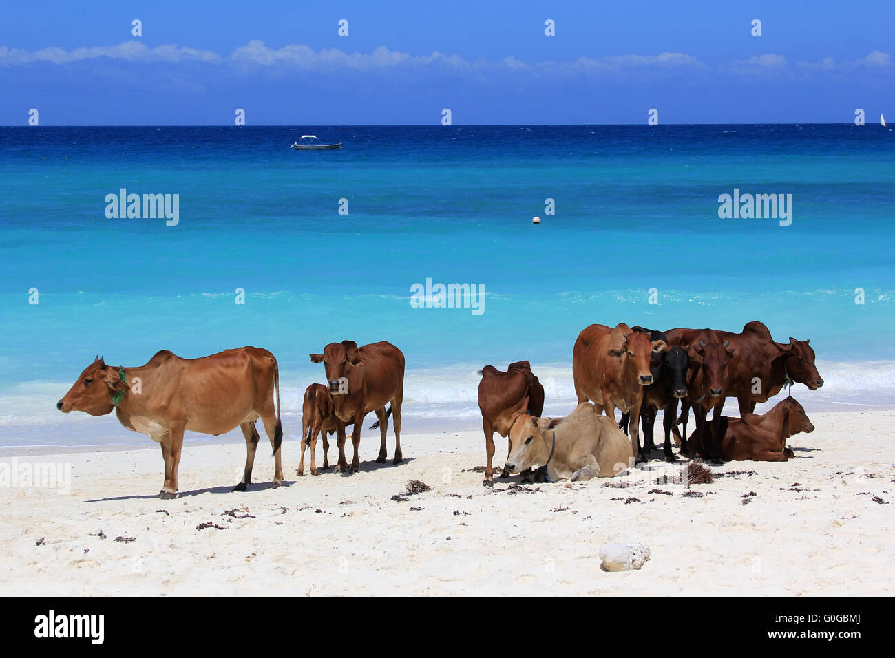 A herd of cows on the beach Stock Photo - Alamy
