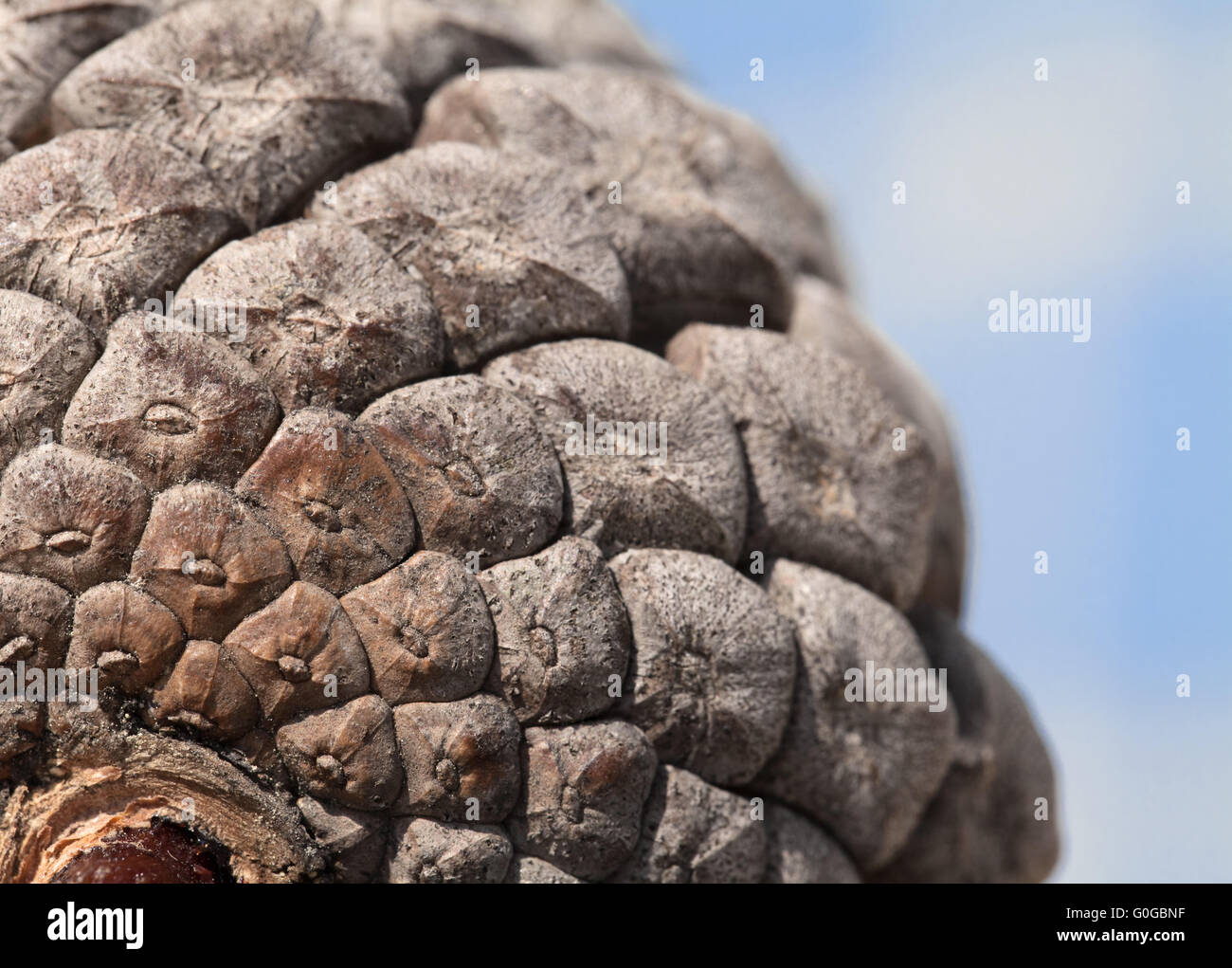 Pine cone symmetry hi-res stock photography and images - Alamy