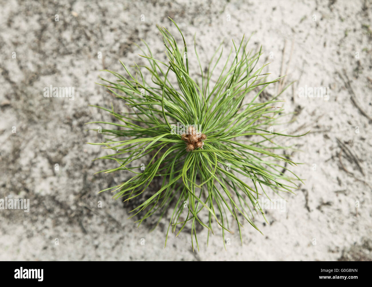 Pine tree sapling Stock Photo - Alamy