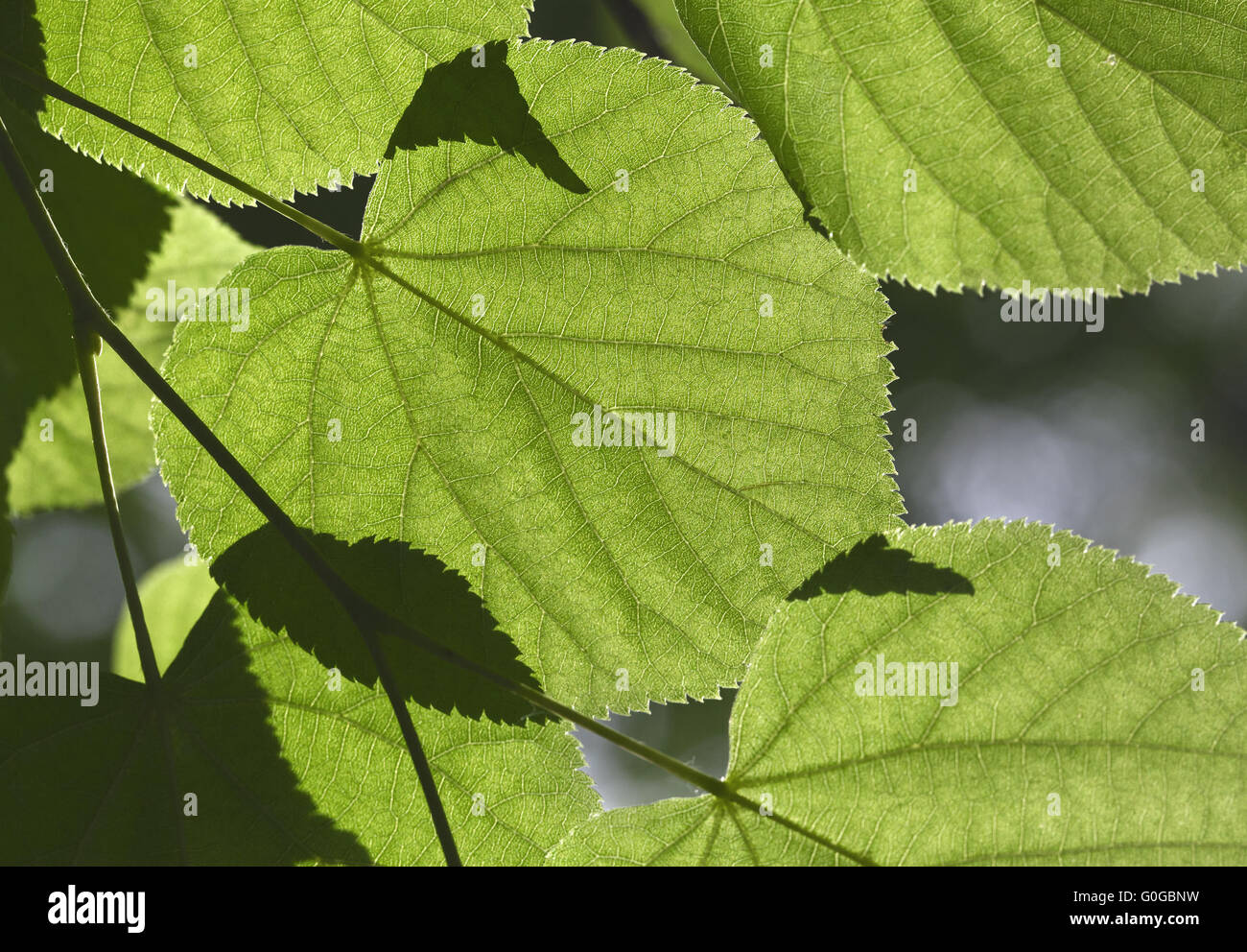 Linden tree leaves Stock Photo - Alamy