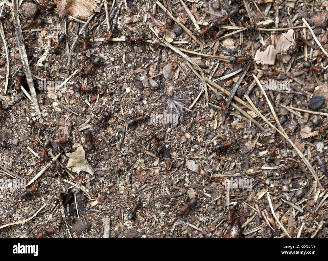 Ants on te ground Stock Photo - Alamy