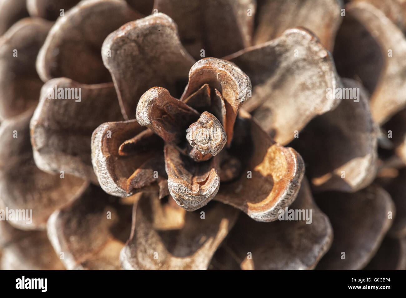 Pine cone, close-up Stock Photo - Alamy