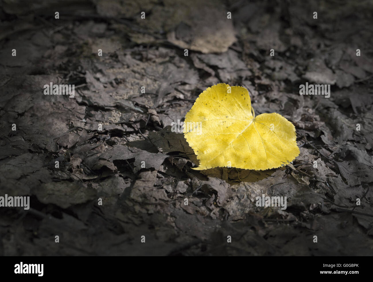 Lonely autumn leaf Stock Photo - Alamy