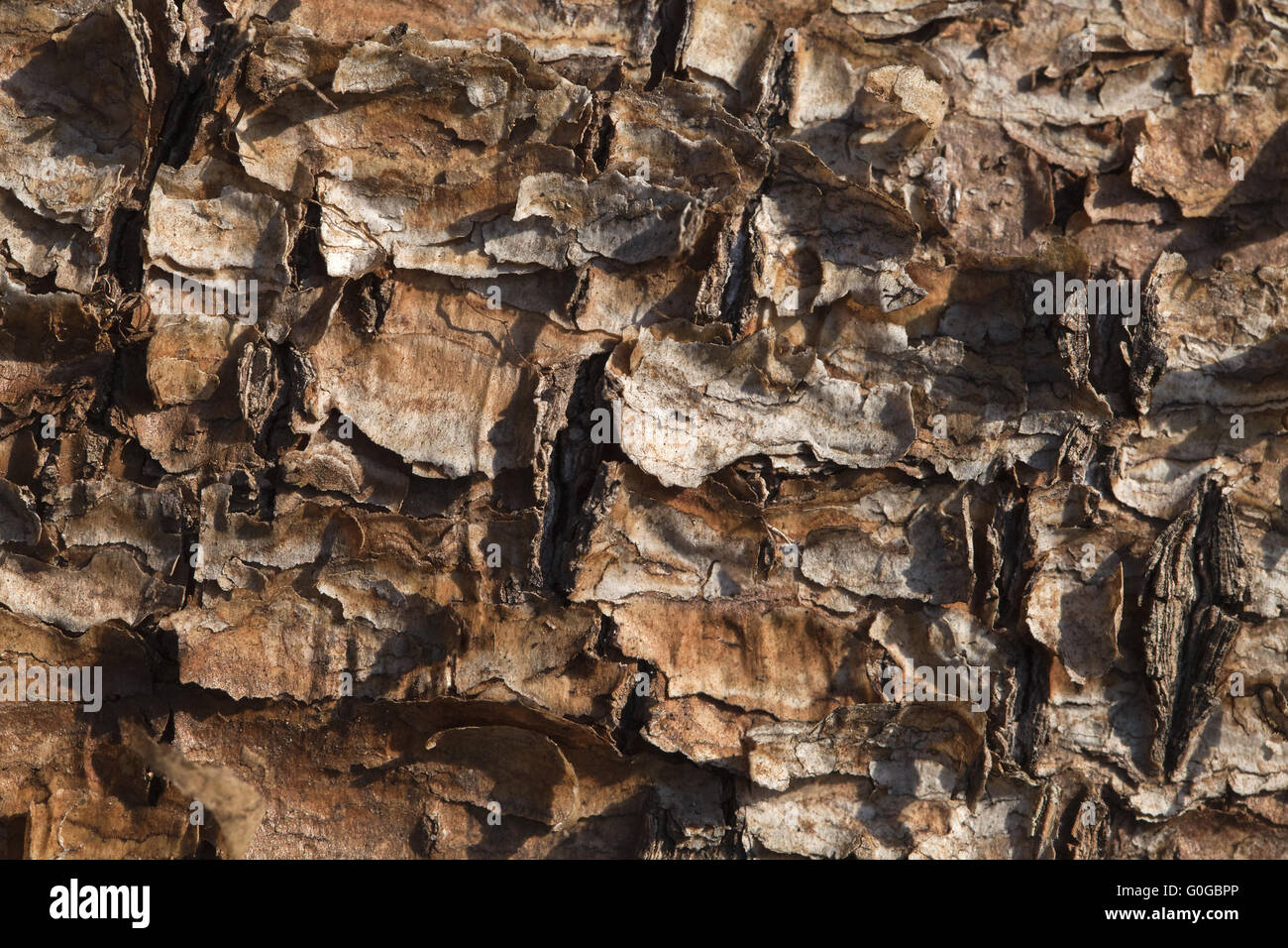 Trunk bark texture flaking rough old mature hi-res stock photography ...
