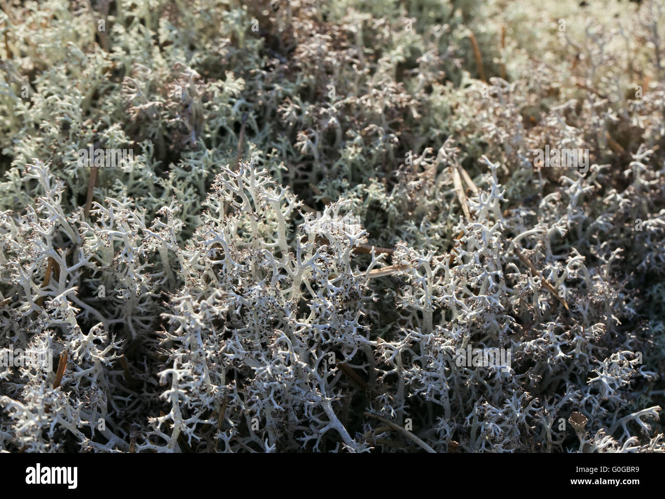 Reindeer lichen, close-up Stock Photo - Alamy