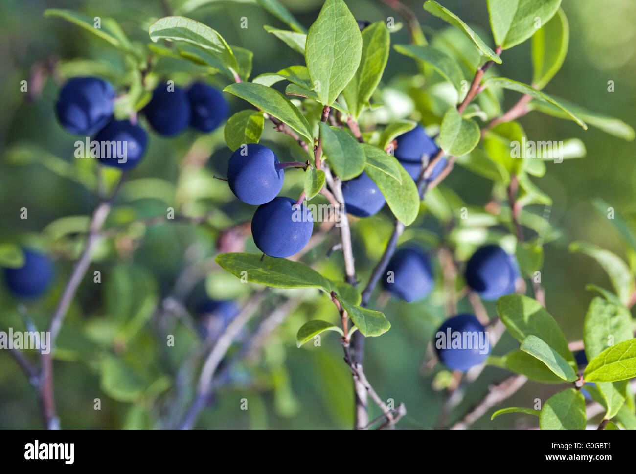 Blueberry bush, close-up Stock Photo - Alamy