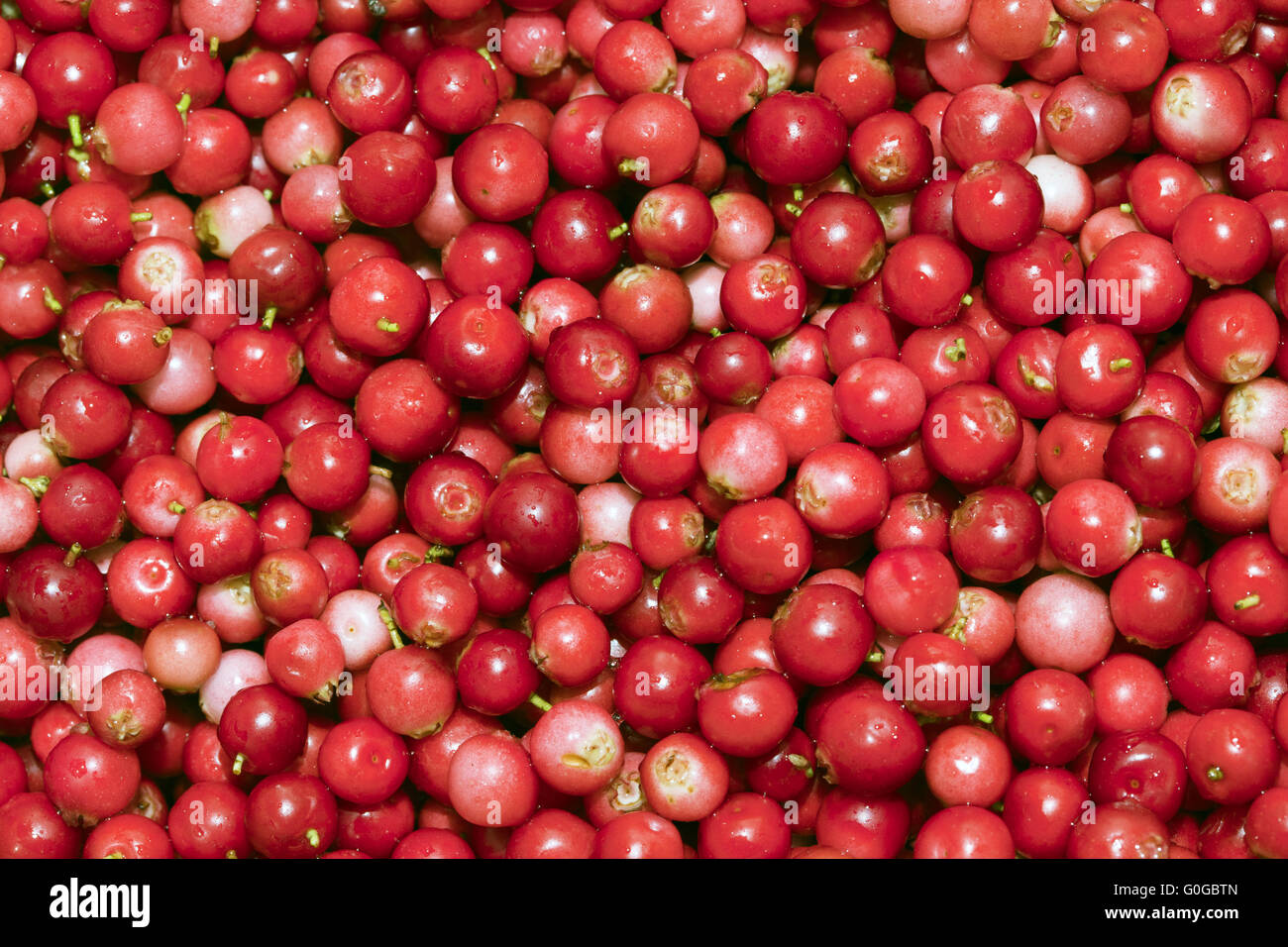Heap of cowberry Stock Photo - Alamy