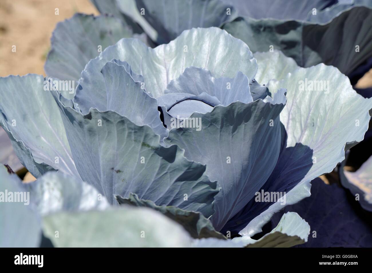 Red white cabbage growing hi-res stock photography and images - Alamy