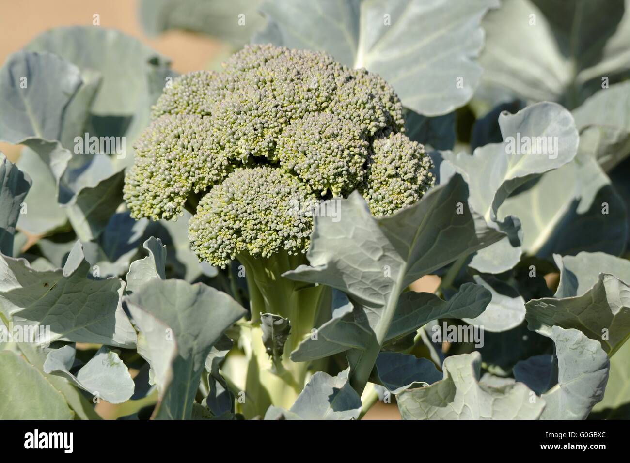 Brocolli vegetable field hi-res stock photography and images - Alamy