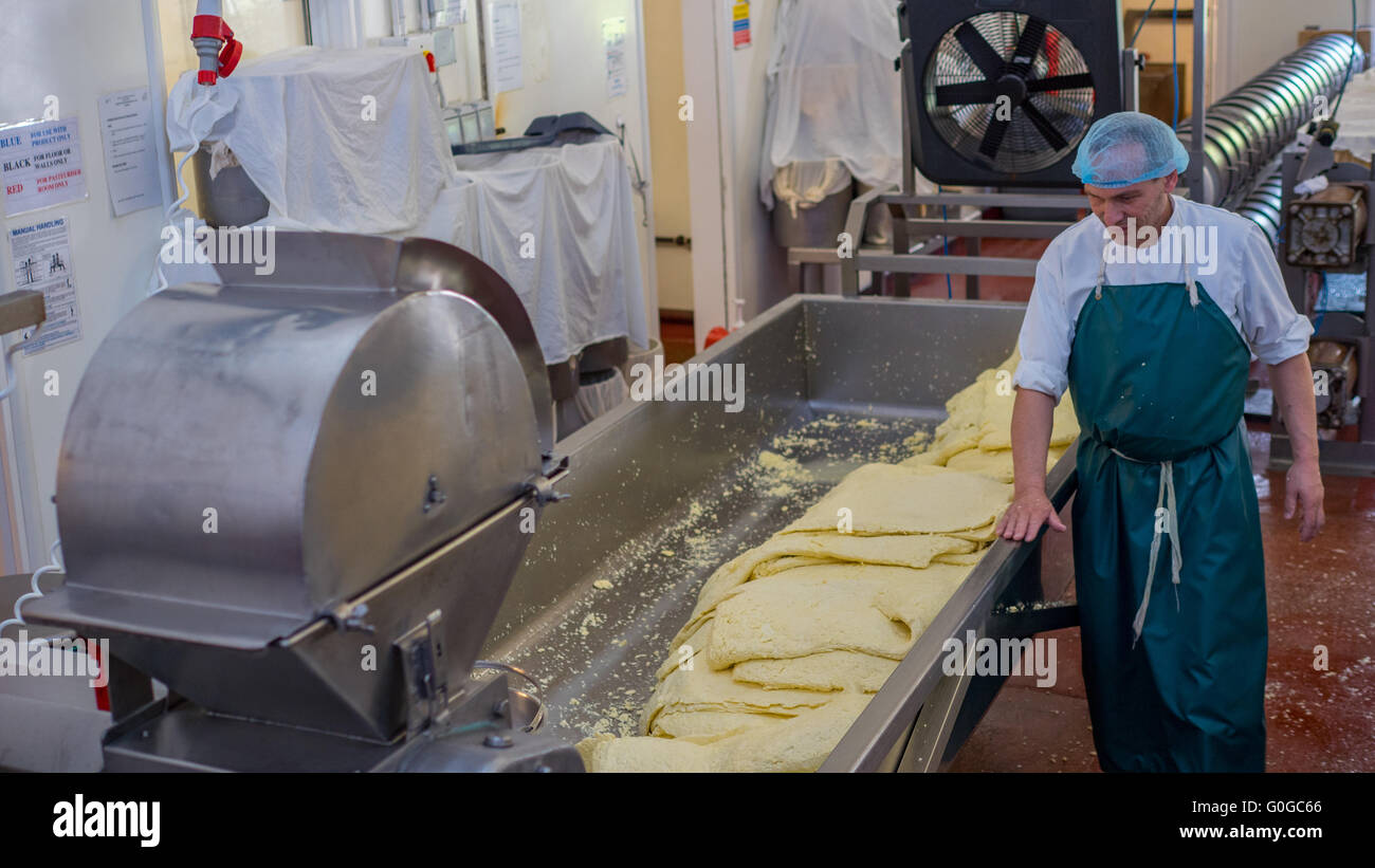 Men processing cheese through a mill Stock Photo - Alamy