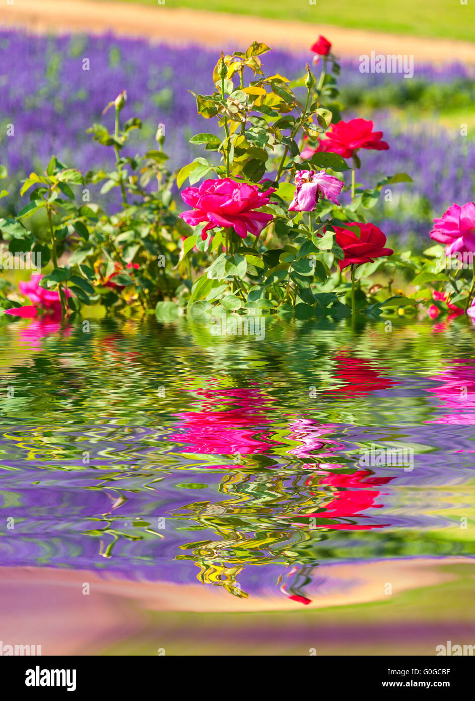 Water Ripple and reflections of Flora on water Stock Photo - Alamy