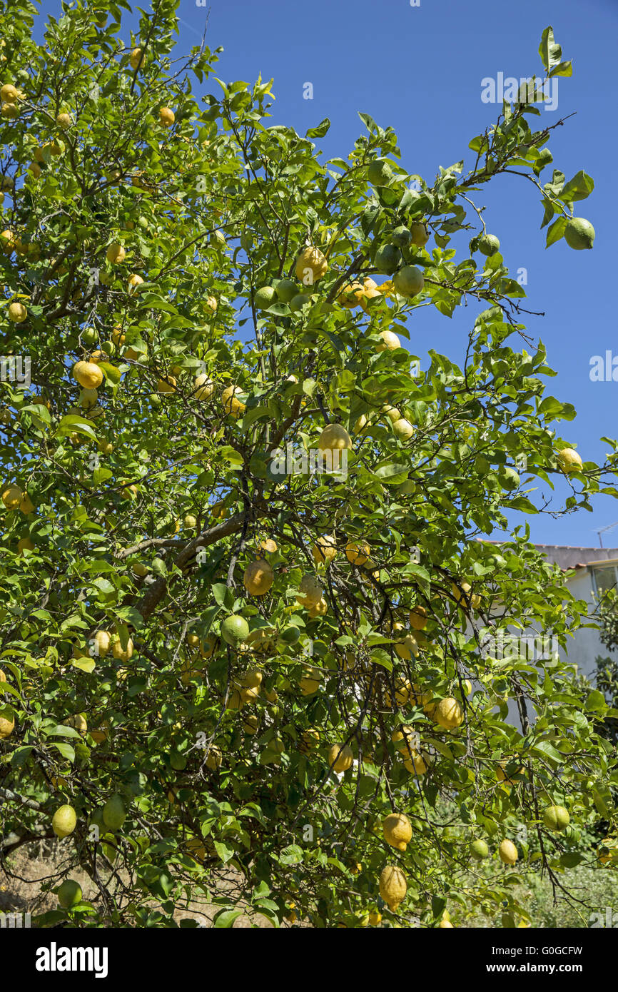 Green and yellow fruits on a lemon tree in the Algarve, Portugal ...