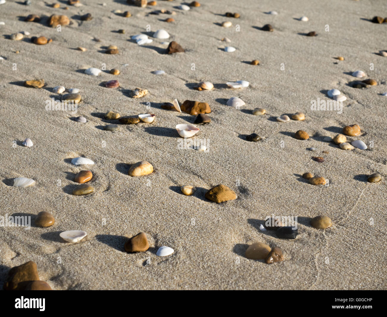 small shells on the beach Stock Photo - Alamy
