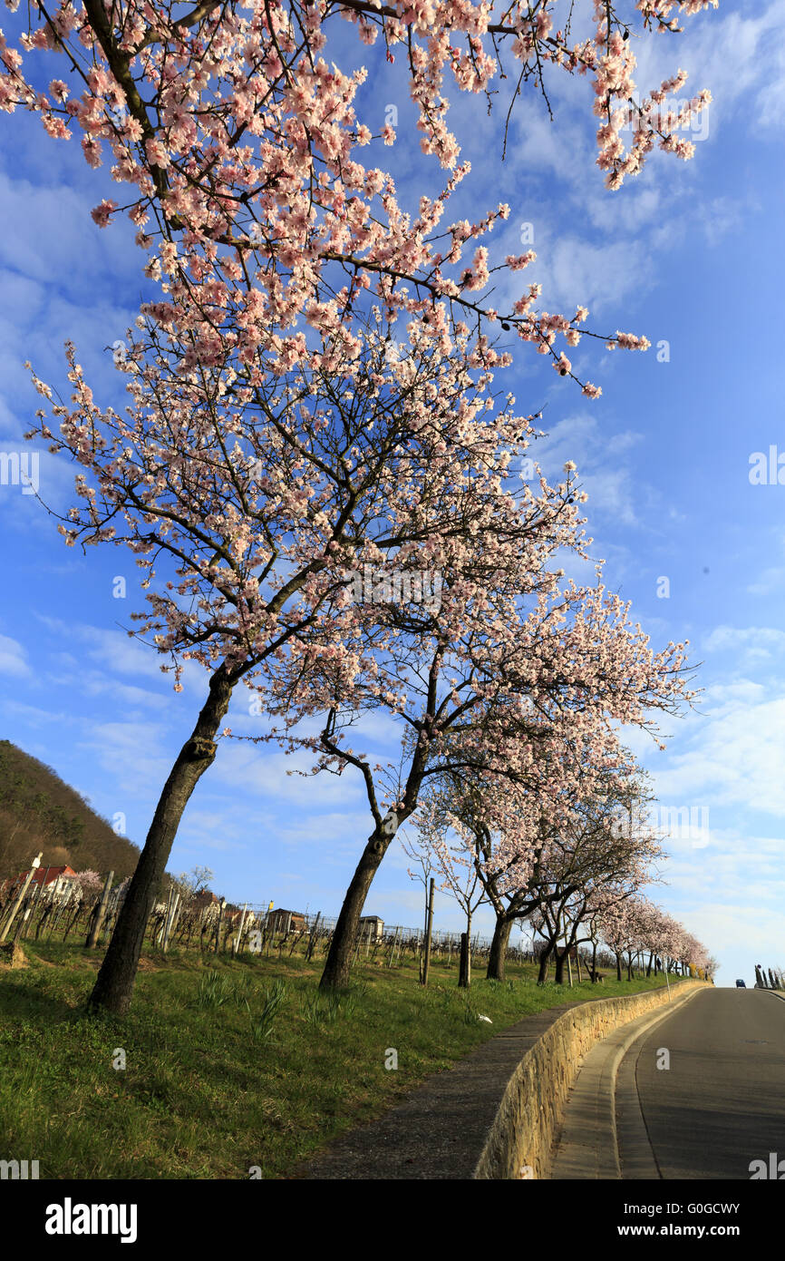 Mandelbluete, almond tree blooming Stock Photo - Alamy