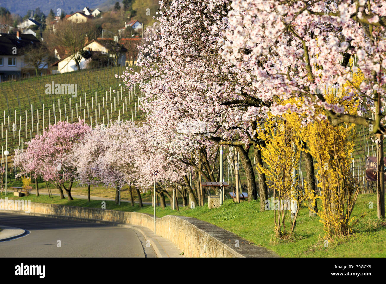 Mandelbluete, almond tree blooming Stock Photo - Alamy