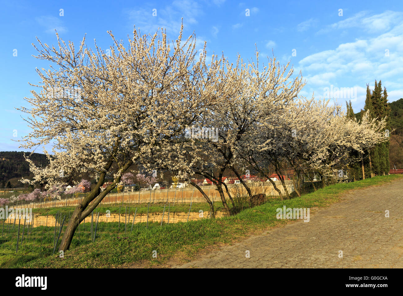 Mandelbluete, almond tree blooming Stock Photo - Alamy