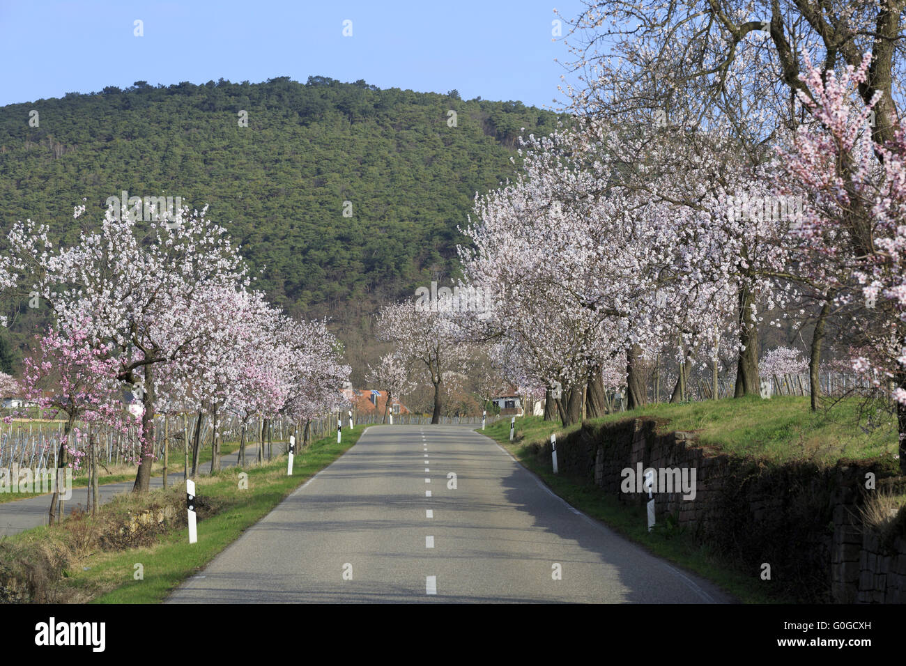 Mandelbluete, almond tree blooming Stock Photo - Alamy