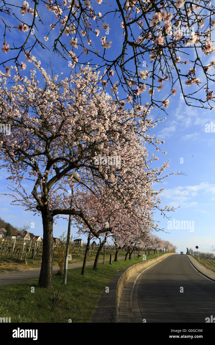 Mandelbluete, almond tree blooming Stock Photo - Alamy