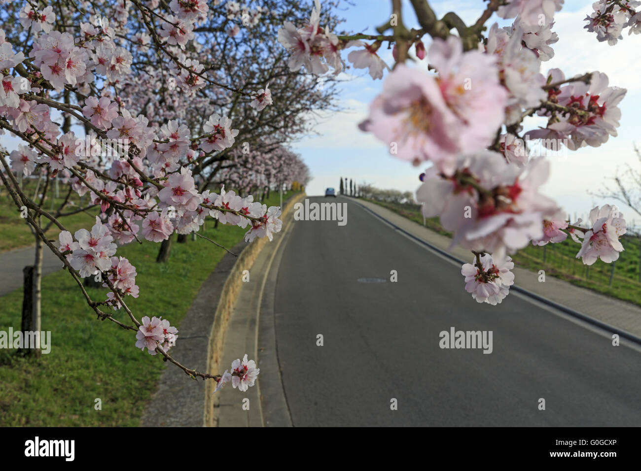 Mandelbluete, almond tree blooming Stock Photo - Alamy