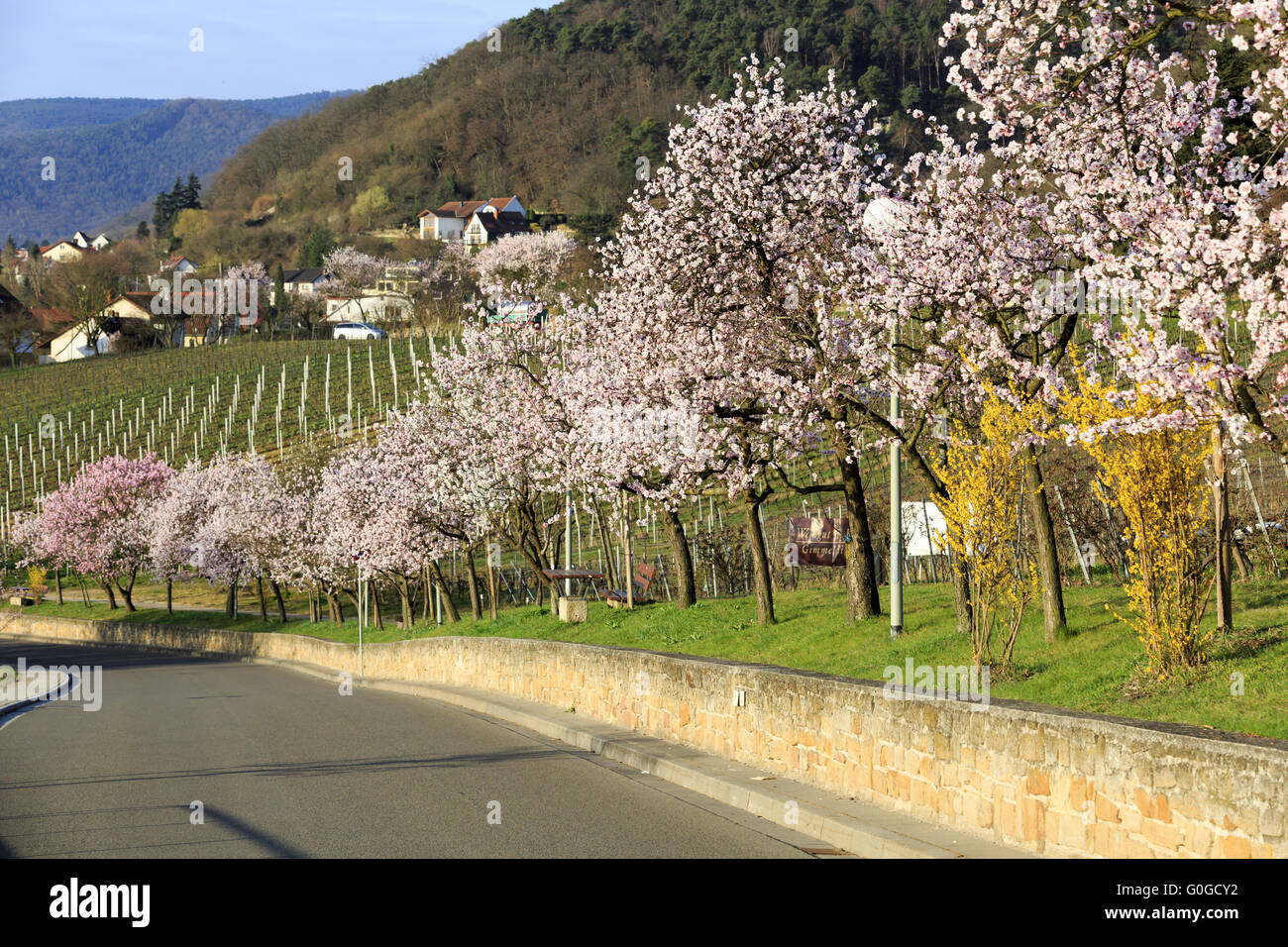 Mandelbluete, almond tree blooming Stock Photo - Alamy